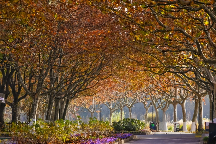 Best Autumn Attractions in Shanghai for Budget Travelers (2026)