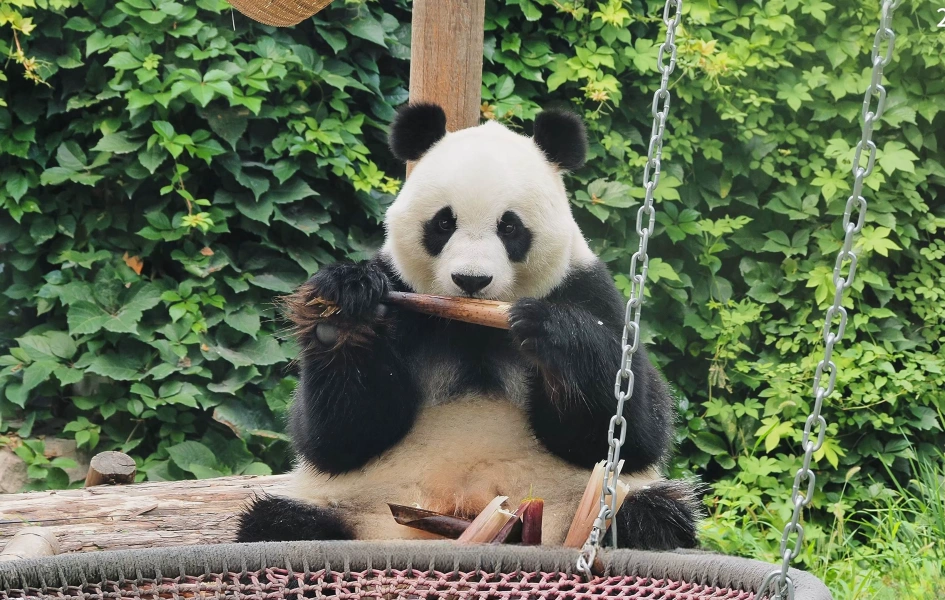 Beijing Zoo Guide: Best Attractions and Travel Tips