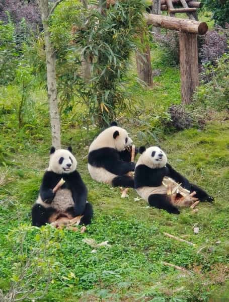 Top Things to See and Do in Chengdu: Must-Visit Attractions