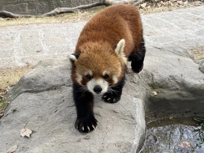 Shanghai Wild Animal Park Guide (2026): Top Attractions & Tips