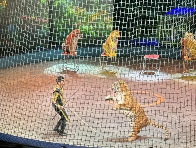 Visit Shanghai Circus World for the Best Acrobatic Shows