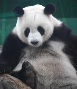 Top Things to Do at Guangzhou Zoo with Kids and Family