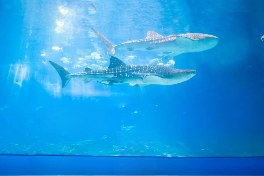 Chimelong Ocean Kingdom Travel Guide 2026 – Rides, Shows & Visitor Tips