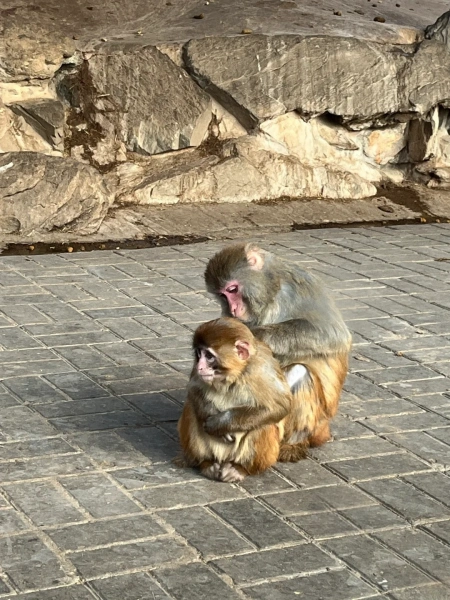 Beijing Zoo Guide: Best Attractions and Travel Tips