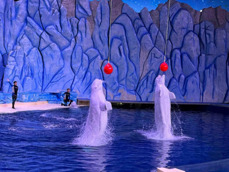Chimelong Ocean Kingdom Travel Guide 2026 – Rides, Shows & Visitor Tips