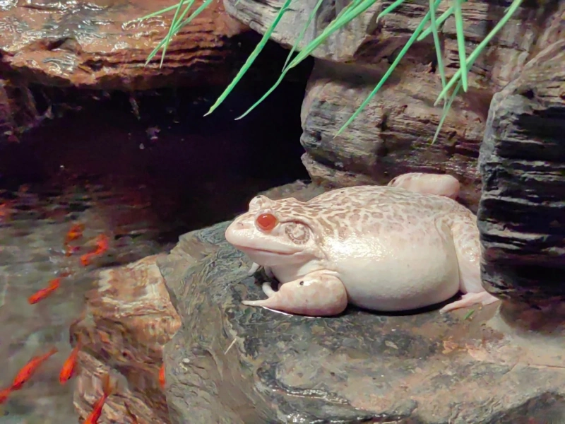 Beijing Zoo Guide: Best Attractions and Travel Tips